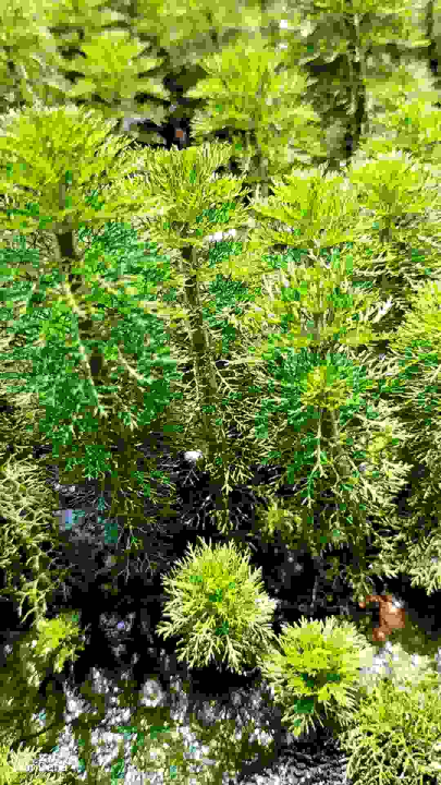 Ambulia Emersed 10 Batang Tanaman Aquatic Aquascape | Lazada Indonesia