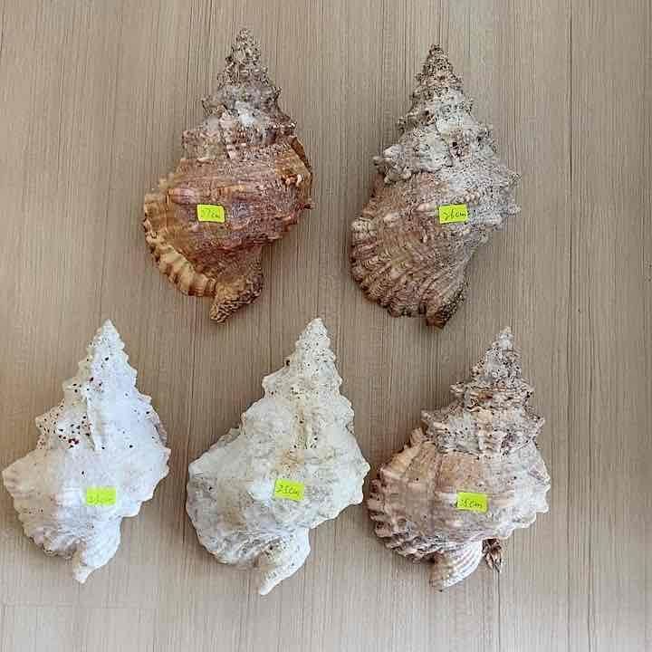 Big Sea Conch shell Natural sea snail shell 21-30cm | Lazada.co.th