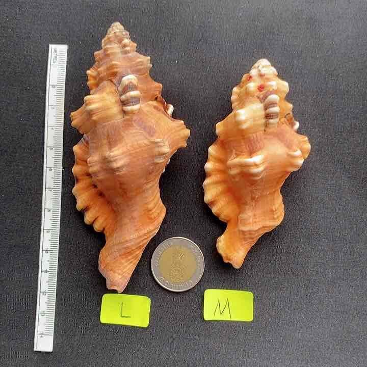 elephant nose sea snail shell Tiger stripes conch | Lazada.co.th