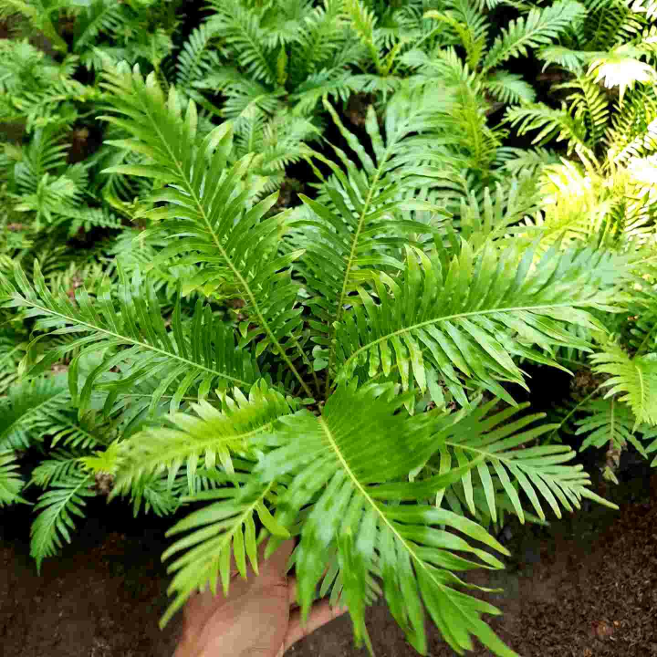 TANAMAN HIAS PAKIS HUTAN / TANAMAN HIDUP PAKIS HUTAN | Lazada Indonesia