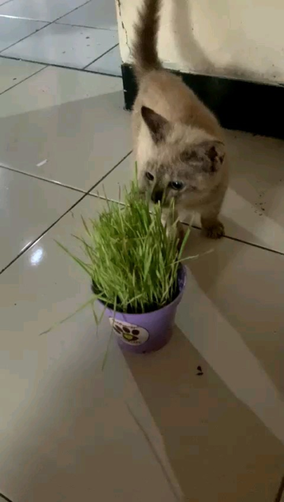 Benih rumput kucing atau wheatgrass | Lazada Indonesia