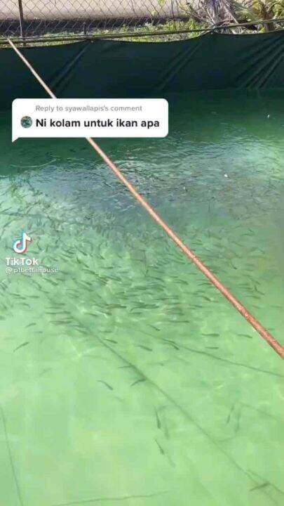 BENIH ANAK IKAN PATIN 50 EKOR | Lazada