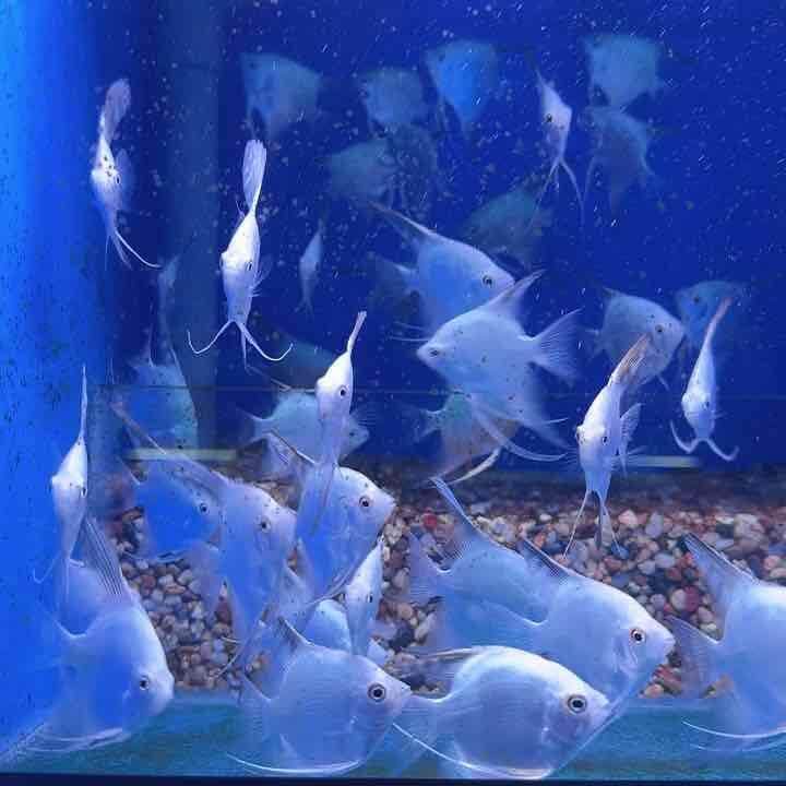 BULGARIAN SAILFIN GREEN ANGELFISH /LIVE FISH/IKAN HIASAN/ORNAMENTAL ...