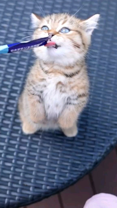 LIEBAO SNACK KUCING SEHAT 15 GR | Lazada Indonesia