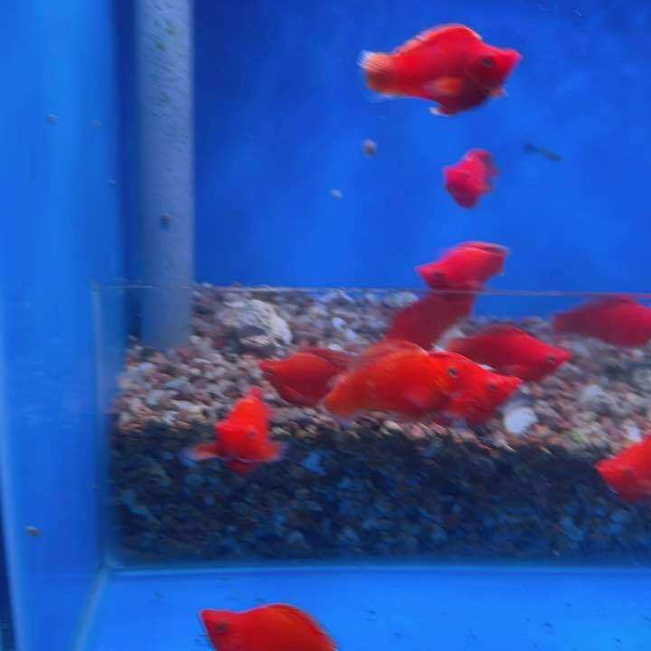 Blood Red Balloon Molly 血红气球茉莉鱼 | Lazada