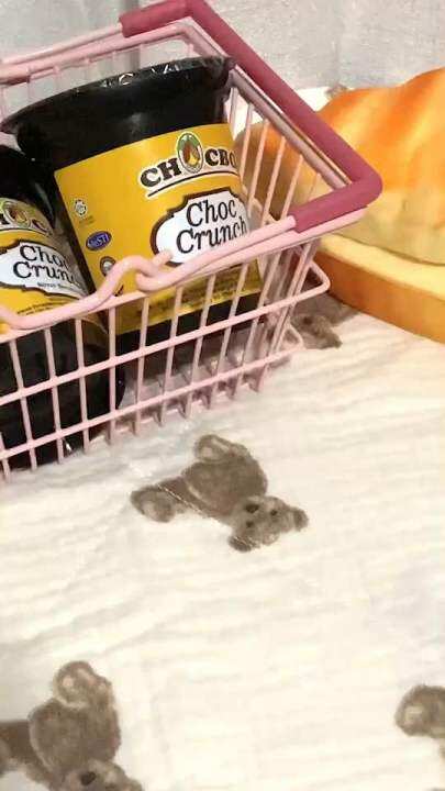 CHOCBO CHOC Crunch มินิโกโก้ครั้น อิสลานทานได้ ปริมาณ 60 กรัม | Lazada ...