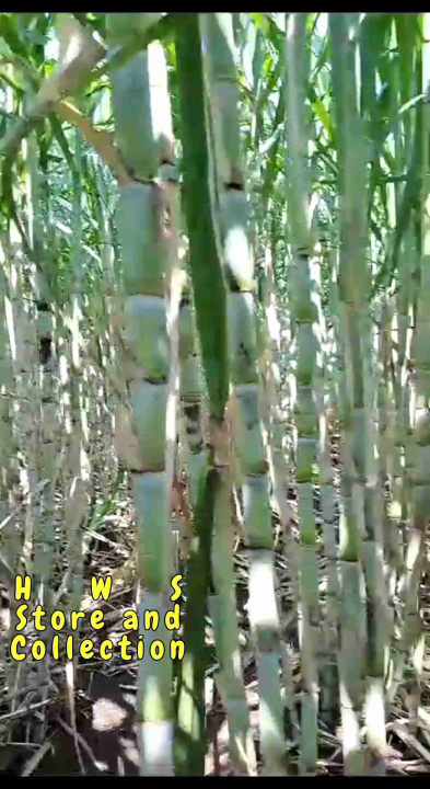 Tiga Variasi Per Batang 2 Ruas 3 Ruas 4 Ruas Bibit Tanaman Tebu Hijau ...