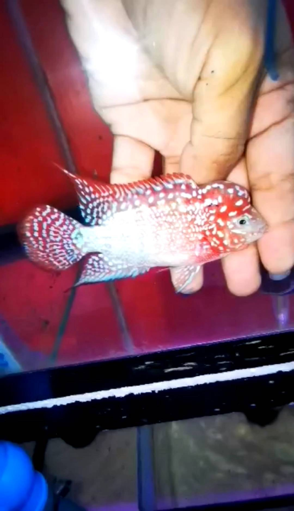 Flowerhorn king kamfa f2 male fish, 泰国金花f2, pellet trained | Lazada
