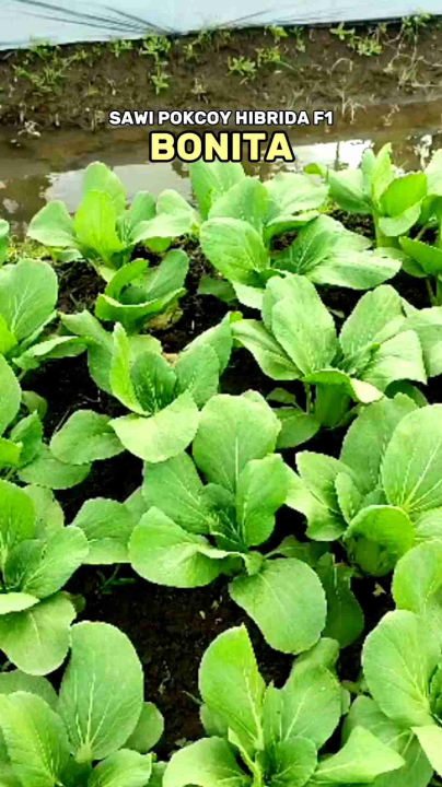 [BELI 5 LEBIH HEMAT] benih pokcoi / sawi daging / pakchoy / sawi sendok ...