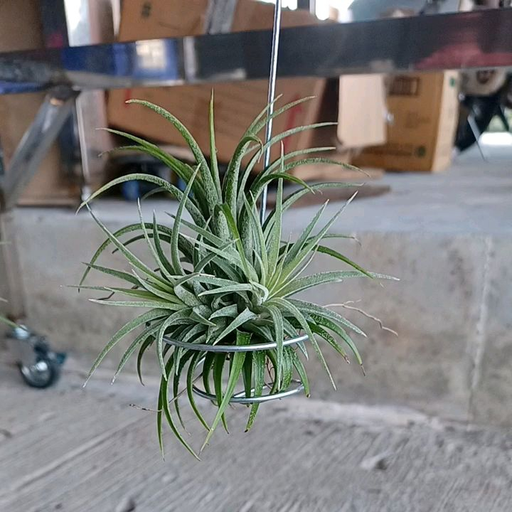 Tillandsia hanging | Lazada.co.th