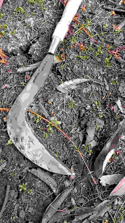 Sabit Arit Parang Ndorit Rumput Bahan Baja Per Mobil Asli Tajam Dan ...