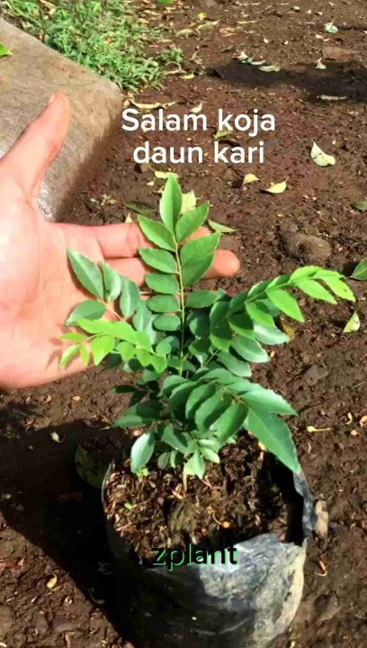Bibit pohon salam koja/temuru/daun kari curry leaves | Lazada Indonesia
