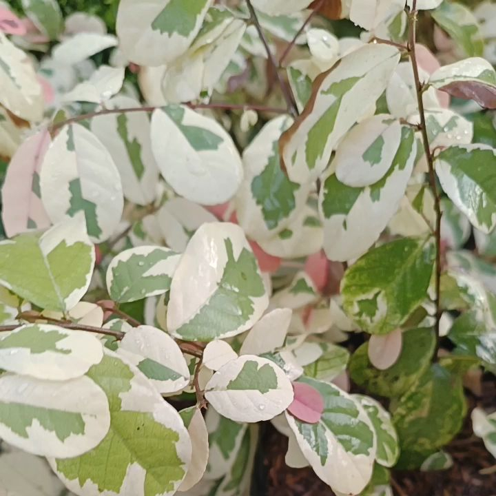 Monaica Plant/ Snowbush Plant uprooted | Lazada PH