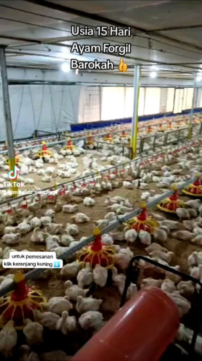 Vitamin - Obat ayam - Suplement masa brooding Forgil (FORMULA GILA ...