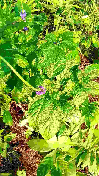 daun pecut kuda segar 500 gram herbal daun pecut kuda daun jarong ...