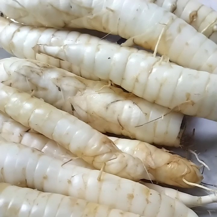 jual ubi Garut segar atau sagu 400 grm | Lazada Indonesia