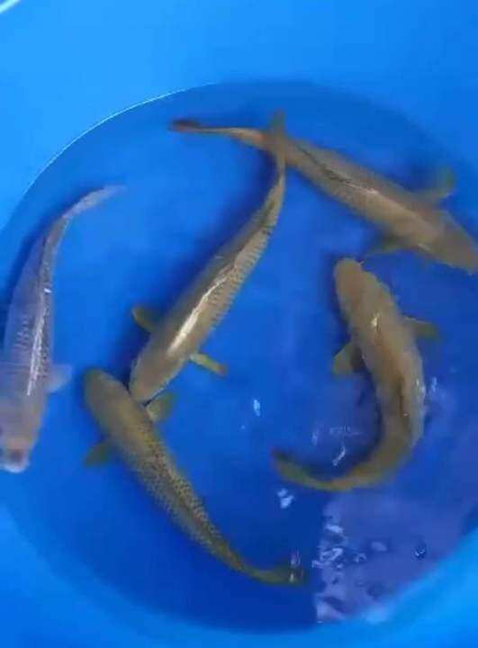 Genuine Japan Koi Green Chagoi 40cm from Marusei Farm | Lazada