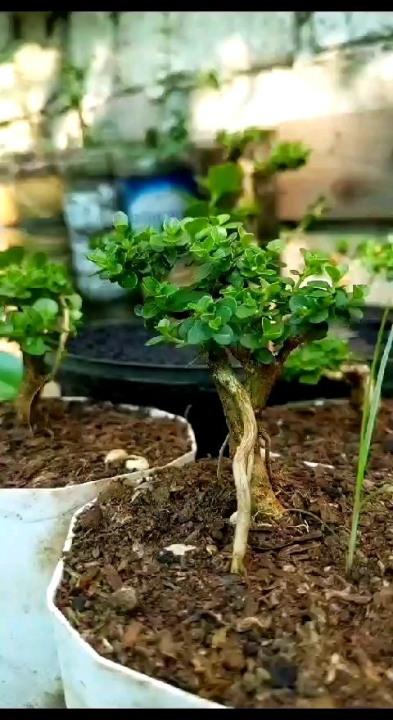bonsai sancang shito dan mame | Lazada Indonesia bonsai sancang shito dan mame | Lazada Indonesia