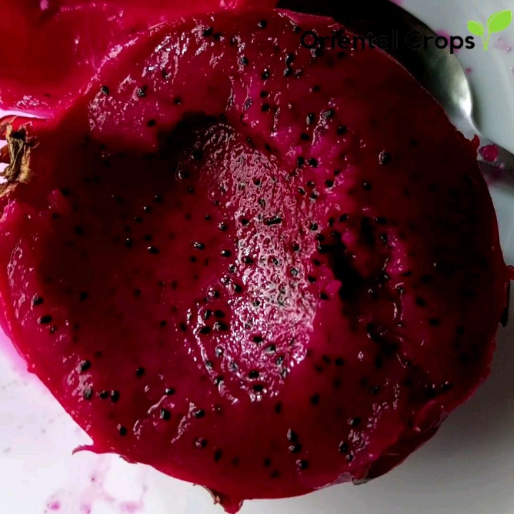 dragon fruit stem cutting binhi pantanim 4" inches long fruit plant ...