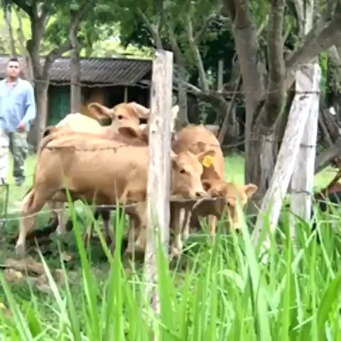 GRASS SEED - SIGNALGRASS / Biji rumput signal/bede 1karung / Brachiaria ...