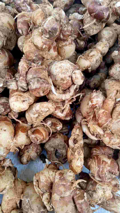 KENCUR , CIKUR SUPER SEGAR AROMA KHAS WANGI (1kg) | Lazada Indonesia