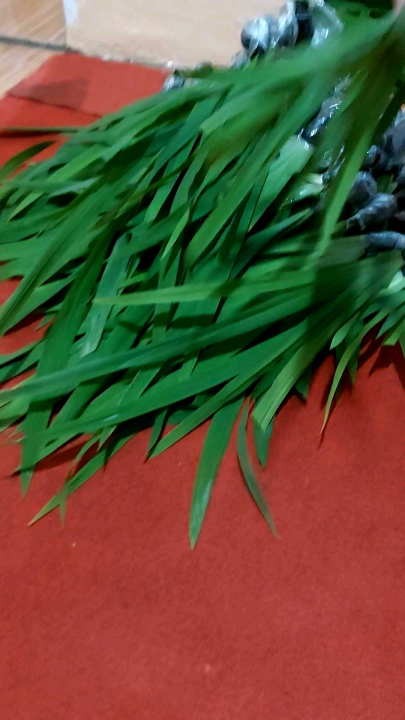 Tanaman hias airis bunga kuning isi 20 pohon | Lazada Indonesia