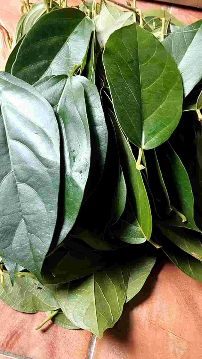 Daun cincau perdu daun cincau hijau segar 1 kg herbal alami | Lazada ...