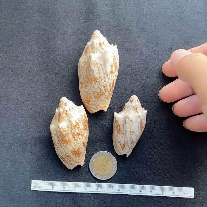 Emperor Conch Shell หอยสังข์จักรพรรดิ | Lazada.co.th
