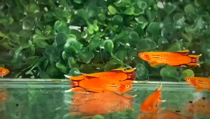 #Killi fish Orange Australe Killifish（Ornamental Fish） | Lazada