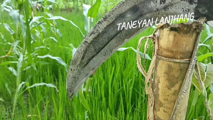 Arit baja isen super tajam cap 555 / arit baja isen Madura / arit ...