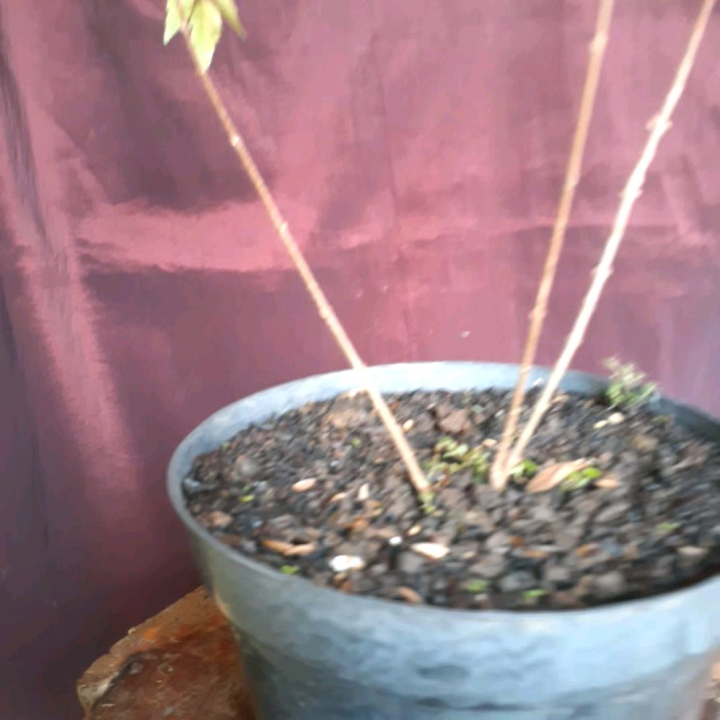 pohon maple trident 3 warna japanese maple bonsai cangkok | Lazada ...