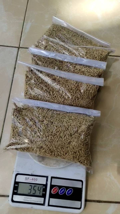 BARU Padi Beras Merah Lokal Padi Huma Unggul | Lazada Indonesia