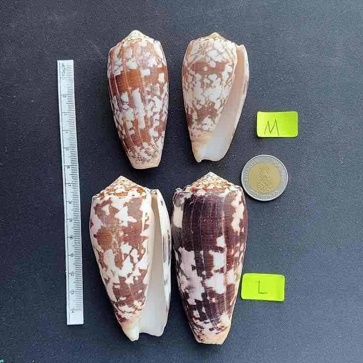 Rare taro sea snail shell หอยทากเผือกหายาก | Lazada.co.th