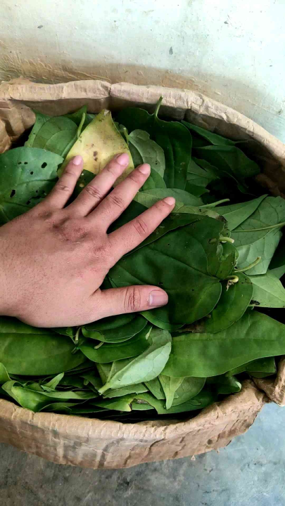 Ramuan Daun Bungkus daun 3 jari daun tiga jari murni asli papua ...