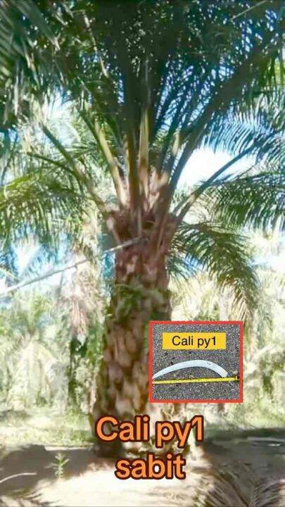 cali py1 skru sabit sahaje sickle kelapa sawit sickle | Lazada