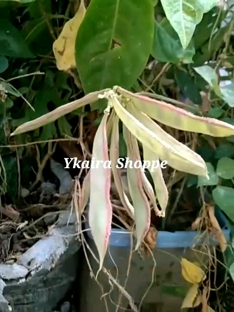 bataw binhi pantanim seeds for planting vegetable garden | Lazada PH