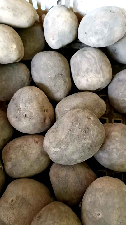 KENTANG FRESH UKURAN SEDANG CAMPUR 1 KG | Lazada Indonesia