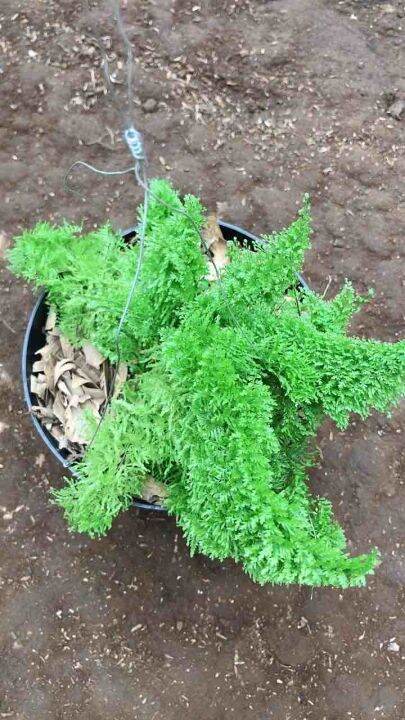 Tanaman Hias Pakis Embun Bibit Pohon Daun Gantung Unik | Lazada Indonesia