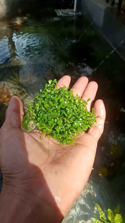 Glossostigma Elatinoides Media Wabikusa Tanaman Aquascape | Lazada ...