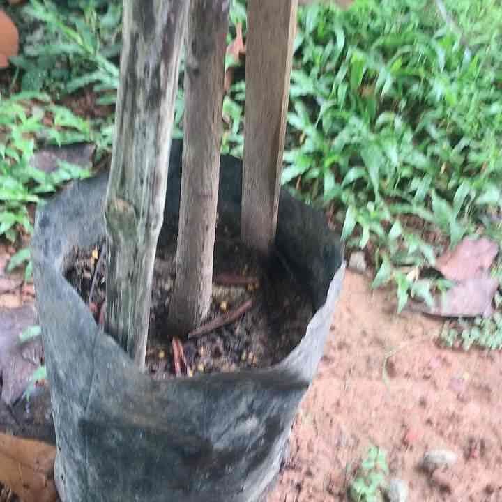 Pokok Mempelam Harum Manis | Lazada