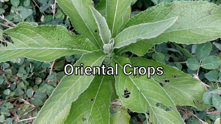 sambong fresh leaf 50 pcs. dahon herb plant | Lazada PH