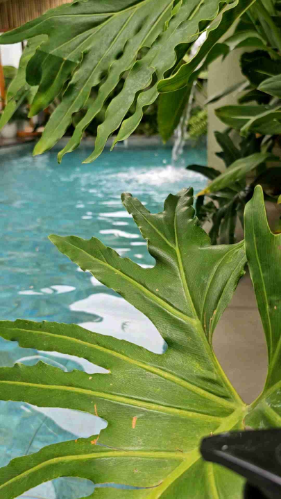 Kerasys Hair Repairing Shampoo with Argan Oil 600 ML / Original Aekyung ...