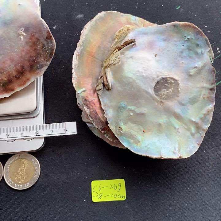 round sea shell เปลือกหอยกลม | Lazada.co.th