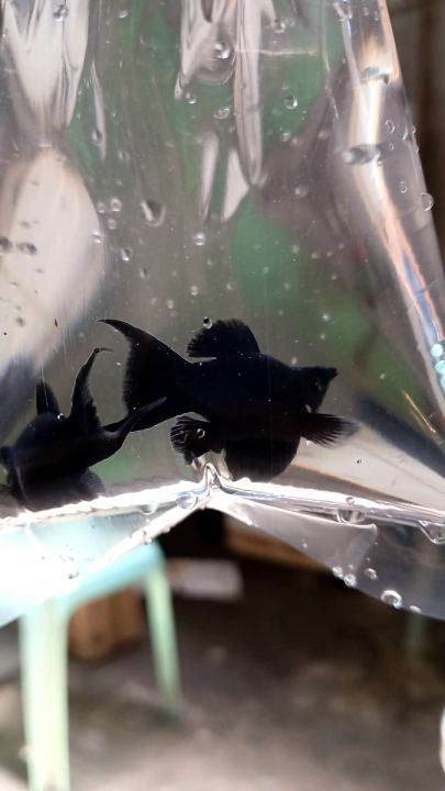 Trio per oder Black King ballon molly BKBM with free pellet design for ...