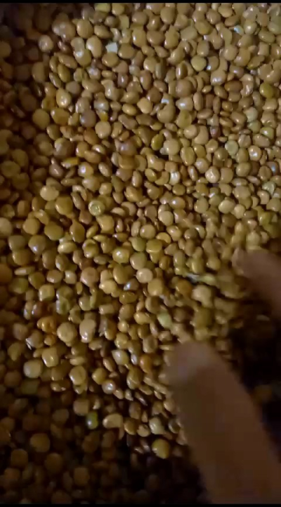 Bibit/Benih Bengkoang kemasan (100 gram) | Lazada Indonesia