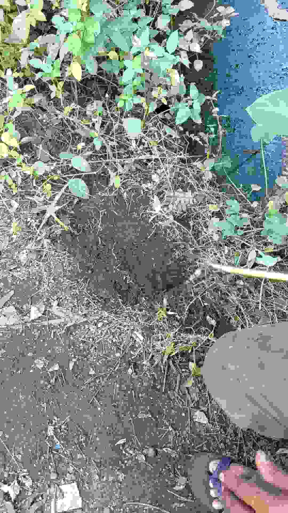 TAJAK PENYIANG RUMPUT TAMAN DAN LAMAN | Lazada Indonesia