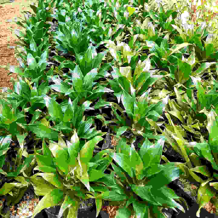 TANAMAN INDOOR HANJUANG KEMOCENG / POHON HANJUANG HIJAU | Lazada Indonesia