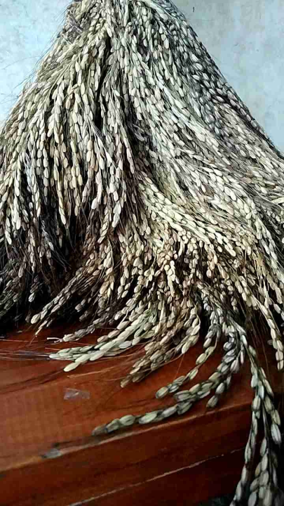 Padi Huma Bertangkai 100% Asli Per 30 Tangkai | Lazada Indonesia