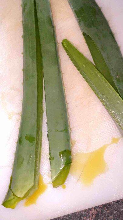 Daun aloe vera segar satu helai | Lazada