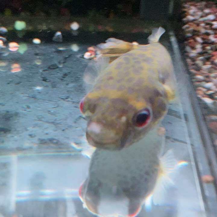 6-7”cm +/- Pao Abei Mekong Puffer | Lazada